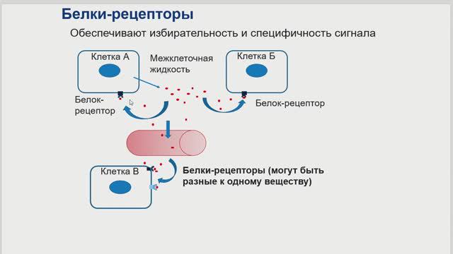 Основы гуморальной регуляции