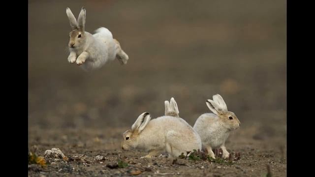 ПЕСЕНКА ЗАЙКА прыгал и устал.mp4