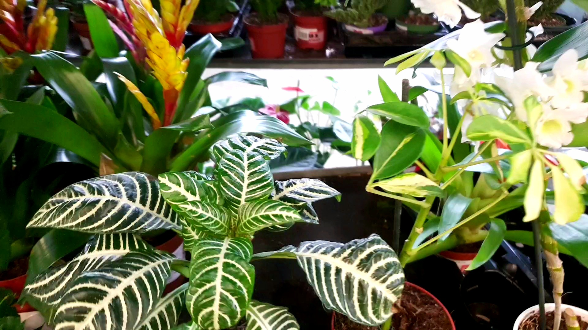 ?⚘ОБИ??Уценка Цветов❤