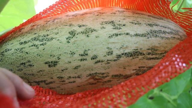 Арбузы и дыни в теплице. Сезон 2021.