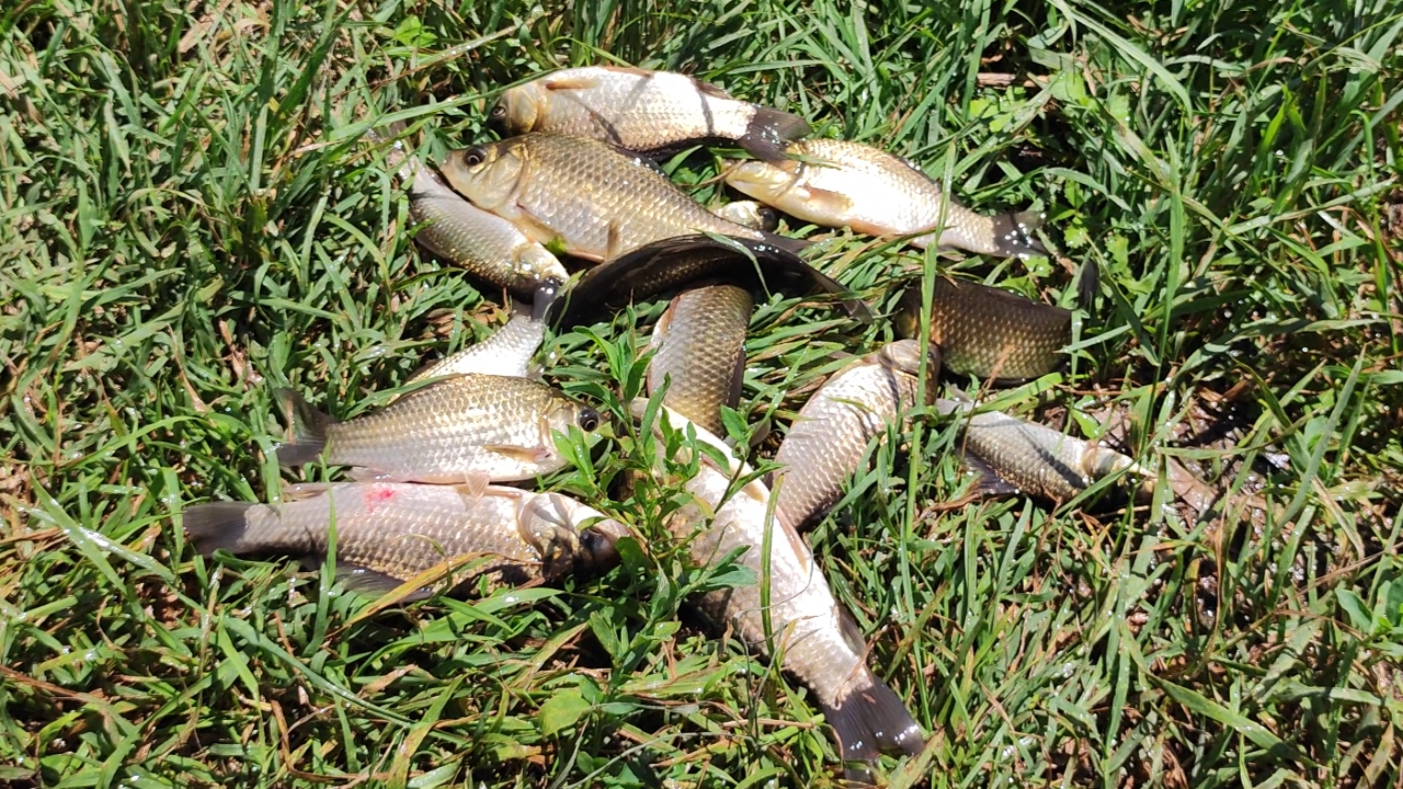 Рыбалка на реке Осечки. Полный провал! Здесь нет крупной рыбы!