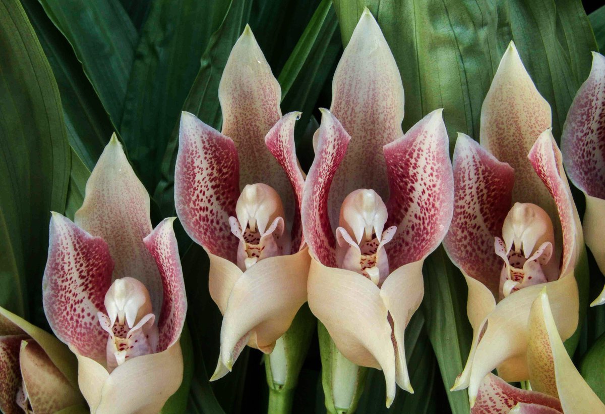 «Спеленатый младенец-Ангулоя одноцветковая» РЕЛАКС АРТ-ТЕРАПИЯ ИМПРОВИЗАЦИЯ композитор Виктор Анохин