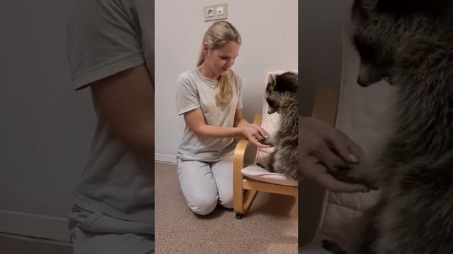 еноту Вите привезли вкусняшки #shorts