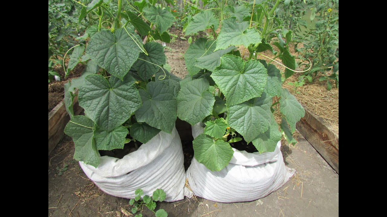 УРОЖАЙНЫЙ ОГУРЕЦ ВО ВСЕХ ПОГОДНЫХ УСЛОВИЯХ!!