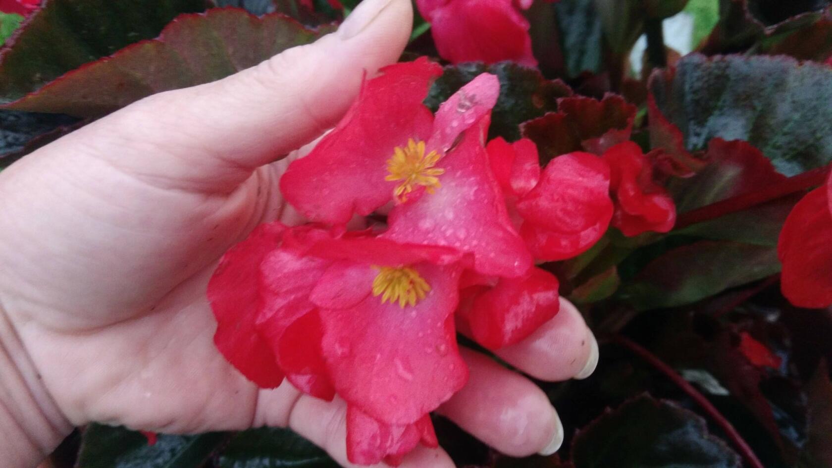 Пикируем бегонию Griphon и BIG de LuXXe.?