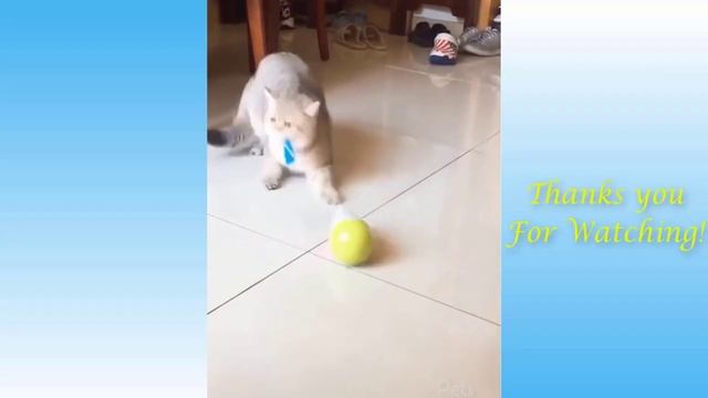 Самые смешные животные-4.mp4