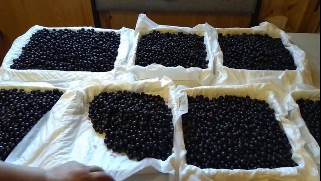 Лайфхак. Как быстро высушить смородину. Для дальнейшего использования.