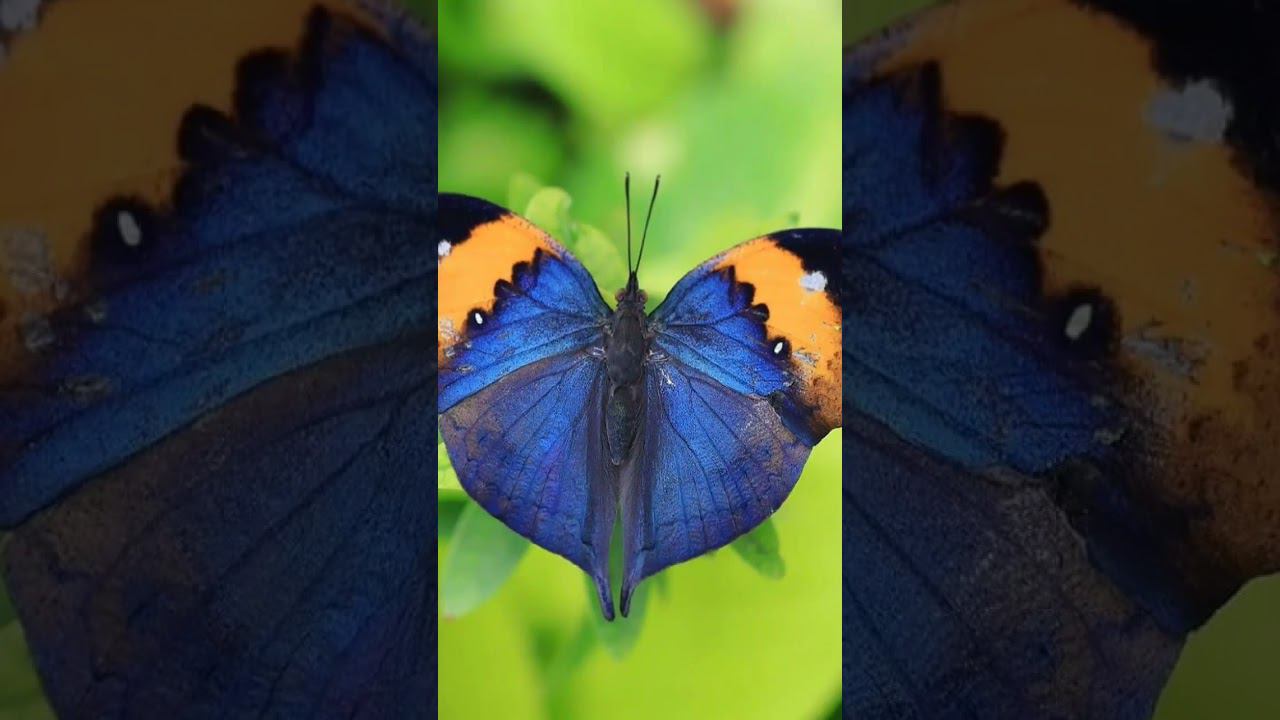 #творчество #стихи #авторское #бабочки