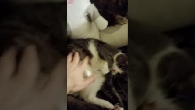 Колыбельная для кота