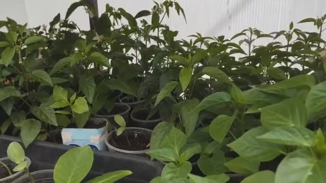 ОБЗОР ТЕПЛИЦ И РАССАДЫ на 10 МАЯ.