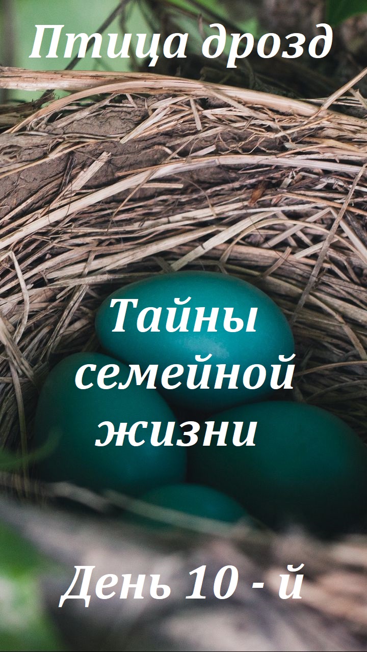 Птица дрозд. Тайны семейной жизни. День десятый