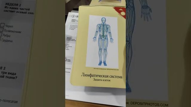 Обзор карточек «Открывая разумный замысел»