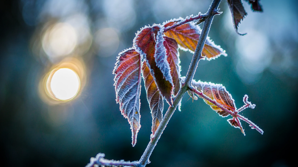 ПОКРОВ * КАЛЕНДАРЬ НАРОДНЫХ СЛАВЯНСКИХ ПРАЗДНИКОВ * 14 ОКТЯБРЯ - 1 ОКТЯБРЯ ПО СТАРОМУ СТИЛЮ