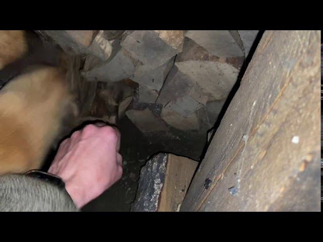 Крысиная Охота ч.1