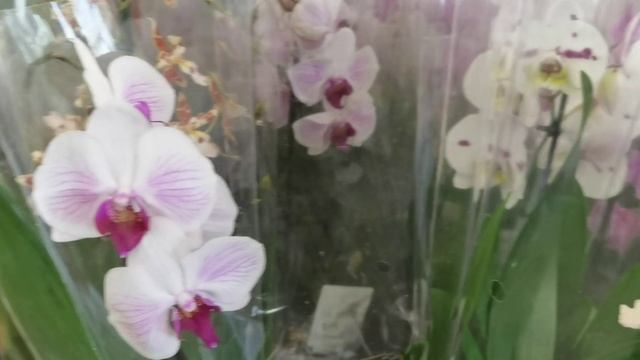 Обзор орхидей в магазине Леруа Мерлен в Москве 10.04.2021
