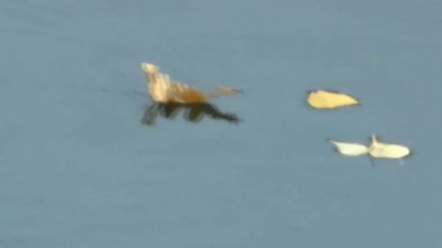 Дарит осень позднюю любовь - ред. 2014