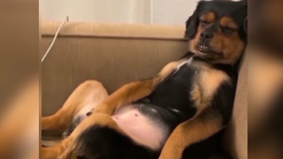 Приколы! Человек собаке друг!?