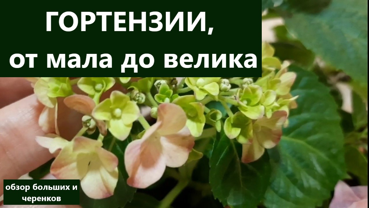 Гортензии от мала до велика. Крупнолистные/метельчатые/черенки.