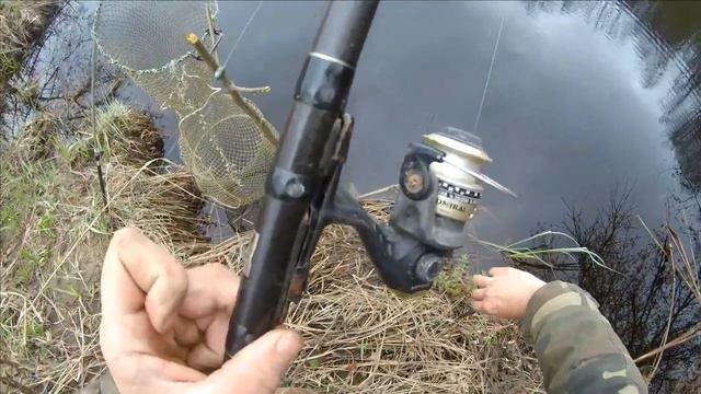 Жестокая уклея не оставляет шансов опарышу. 2024. Псковская обл.