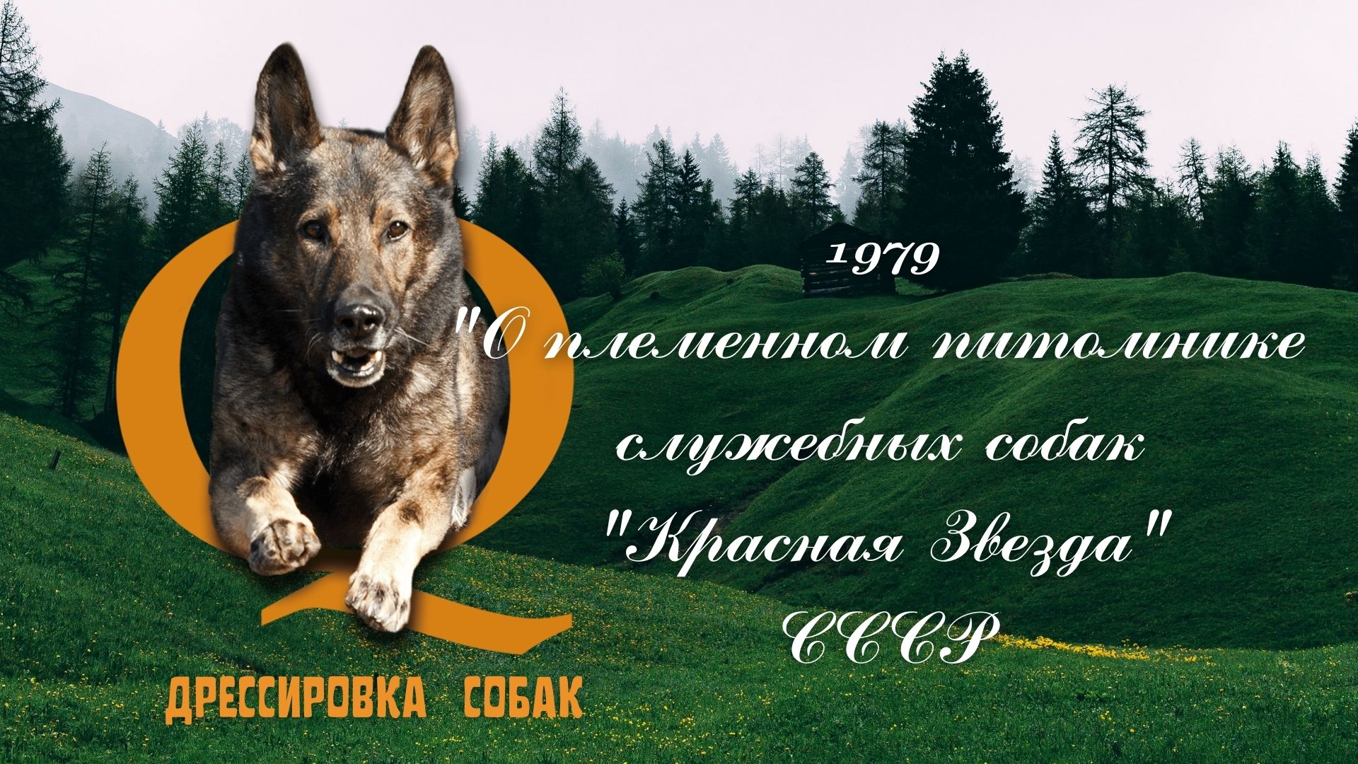 1979 О племенном питомнике служебных собак Красная Звезда (г. Дмитров, Московская область,СССР)