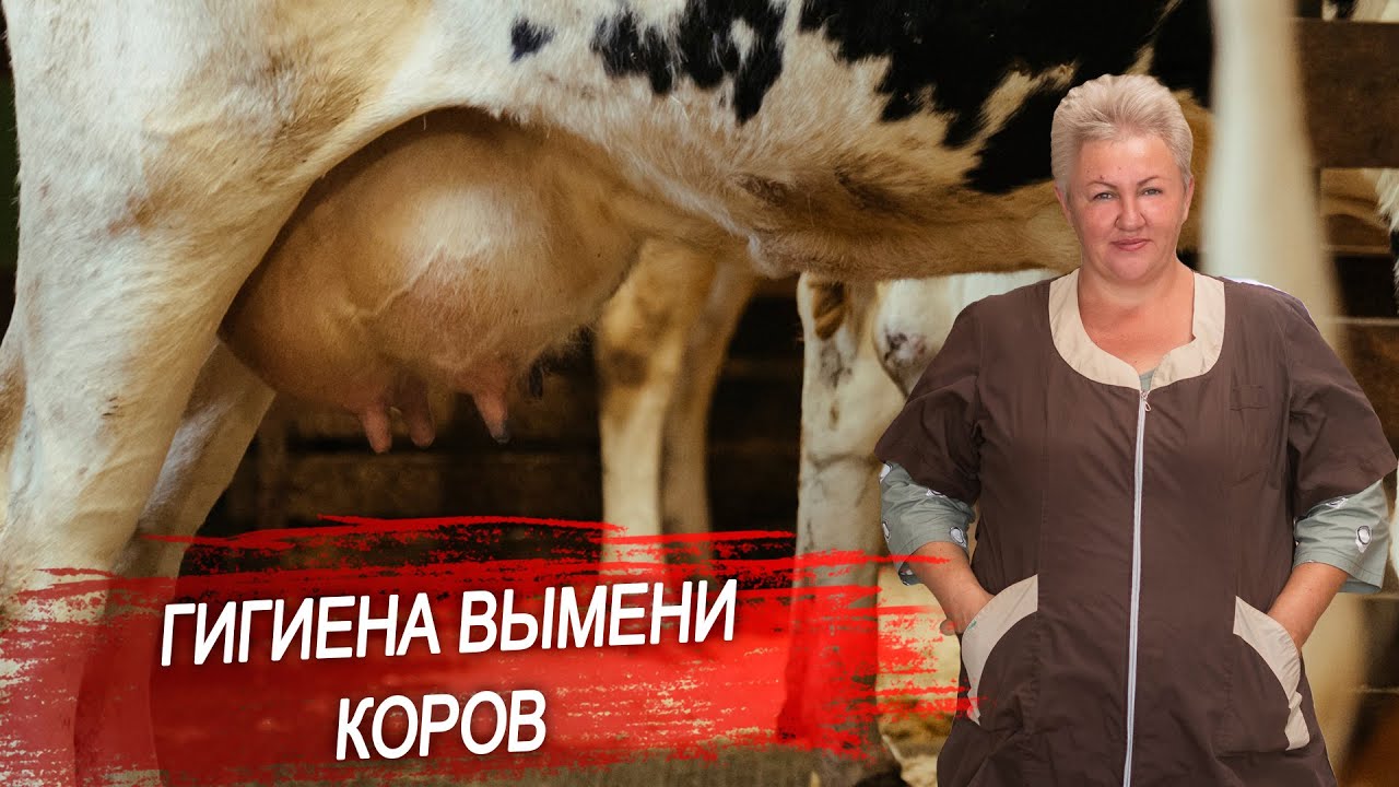 Гигиена вымени коров. Как очищать вымя до и после доения. Профилактика мастита.