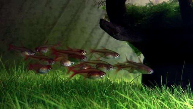 Hyphessobrycon Amandae.mp4