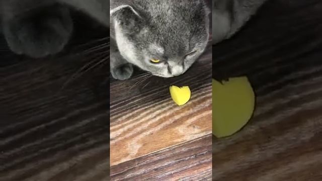 Кот ест картошку?