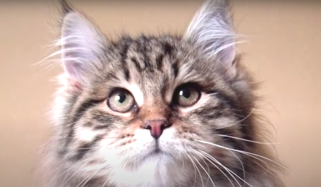 Сибирский кот - гордость россиян! Плюсы и минусы этой породы кошачьих