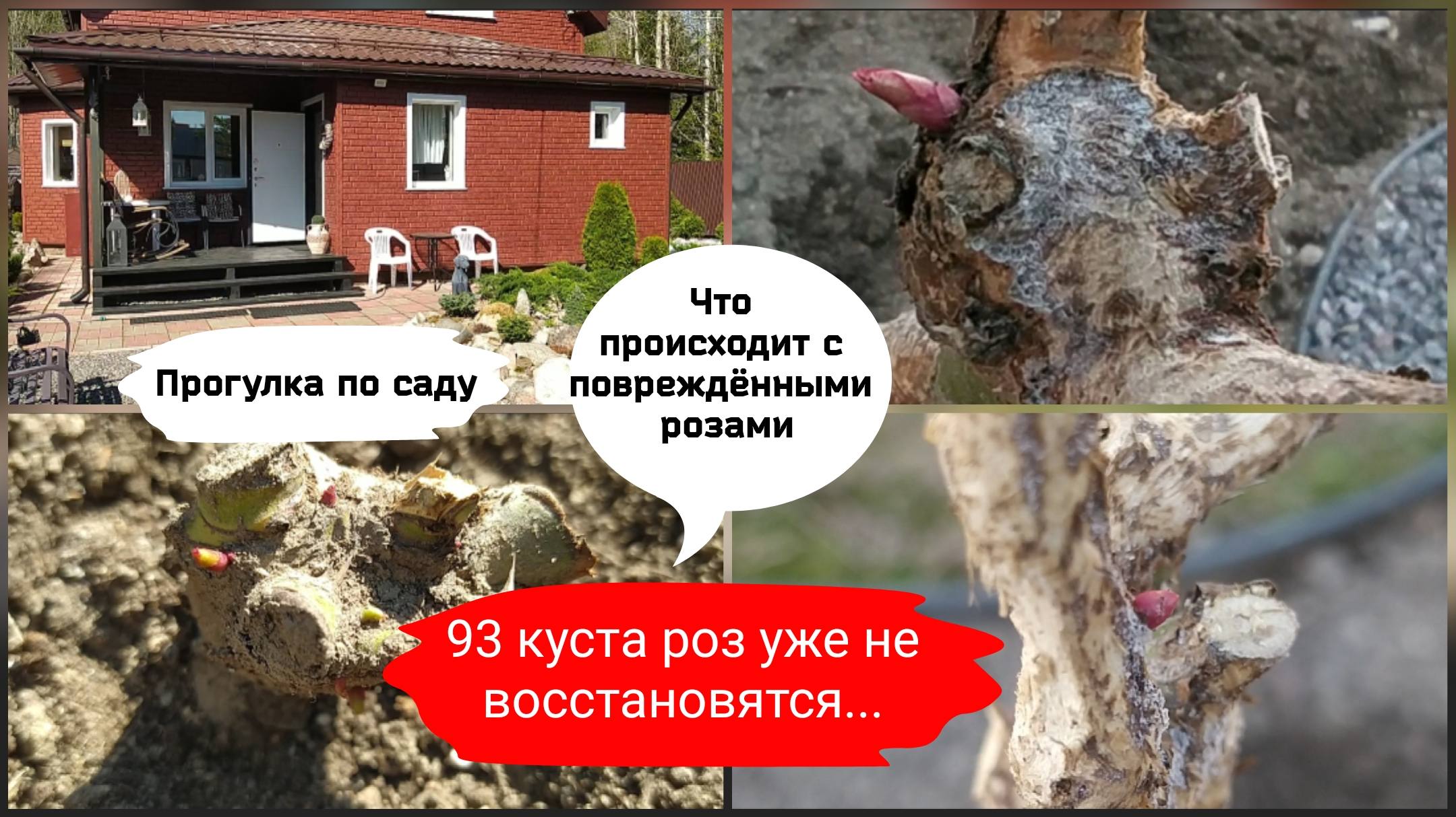 Прогулка по саду.Как выглядят повреждённые розы?