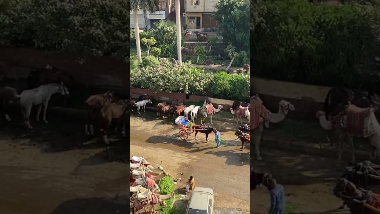 Утро в Каире