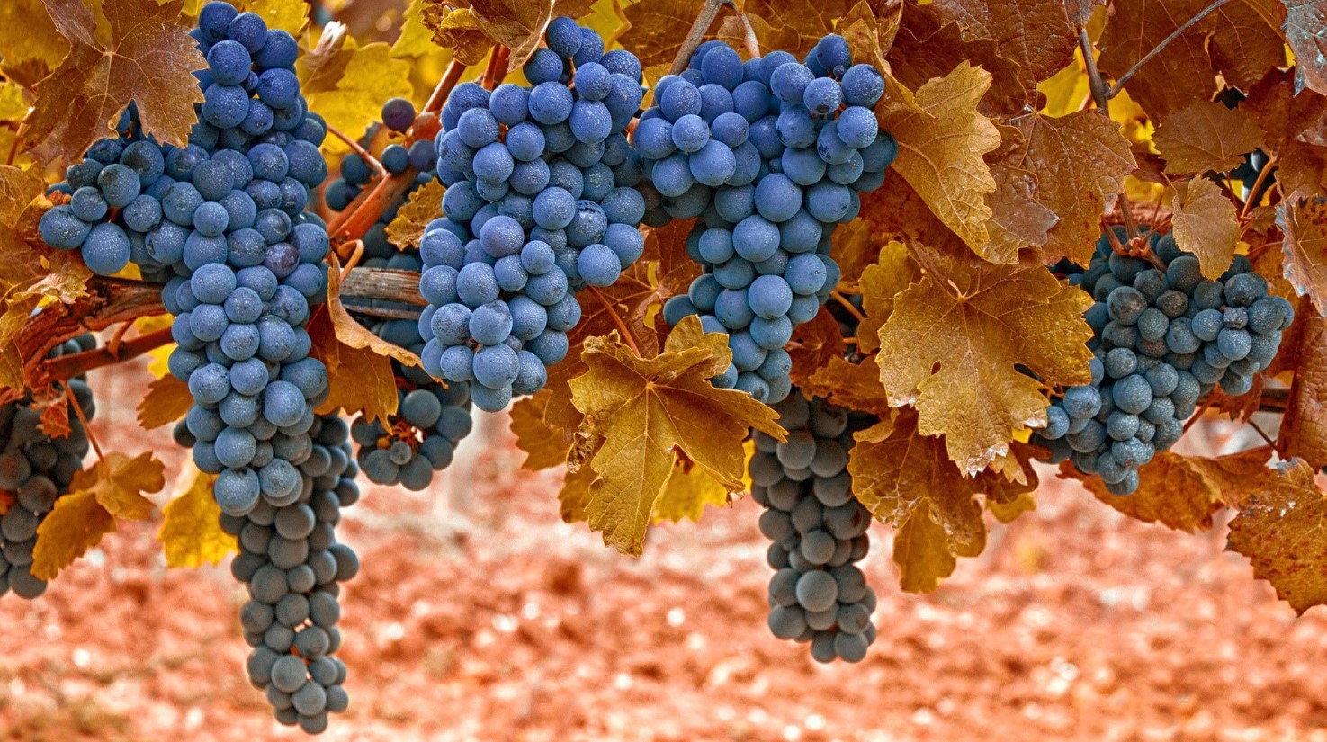 Сладка ягода. Ольга Воронец