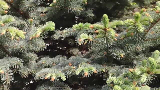 Нерезиновая Ёлка. Новая жизнь.