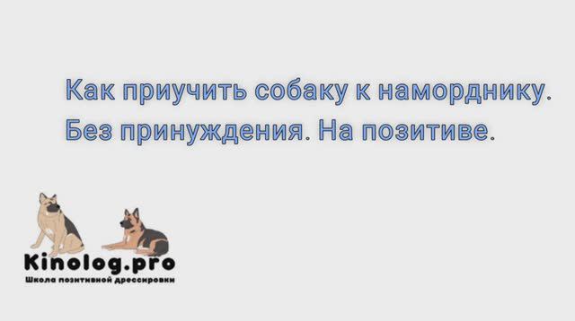 Как приучить собаку к наморднику.