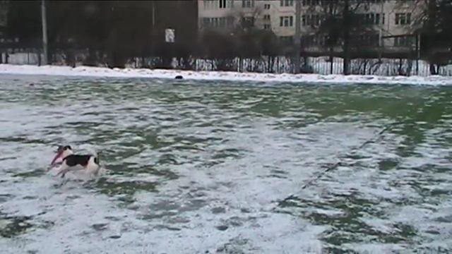 Фризби Вебстайл 2014 Мария и джек рассел Вася.mp4