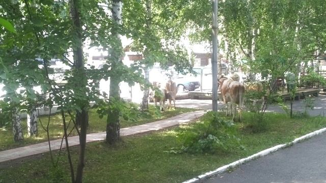 Гостиница в Абазе     2013-07-16 15.14.02