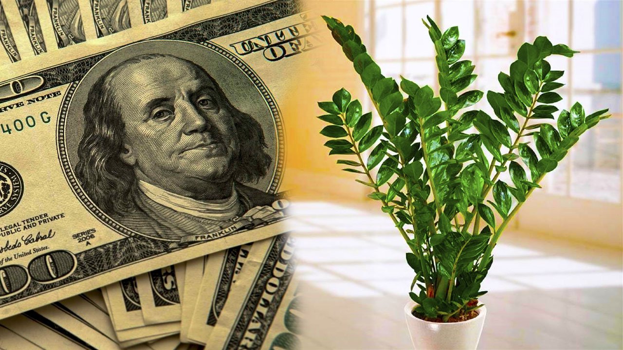 ДОЛЛАРОВОЕ ДЕРЕВО ЗАМИОКУЛЬКАС Девять советов по уходу, выращиванию и пересадке.