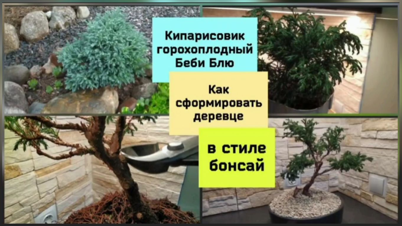 Кипарисовик горохоплодный Беби Блю.Как сформировать деревце в стиле бонсай.