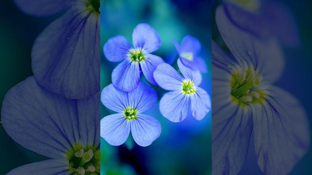 Обои синего цвета 💙