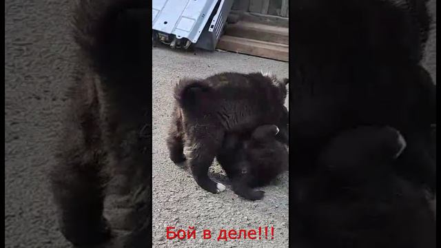 С первых дней ломает всех !!!!!!