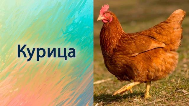 Курица