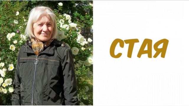 СТАЯ