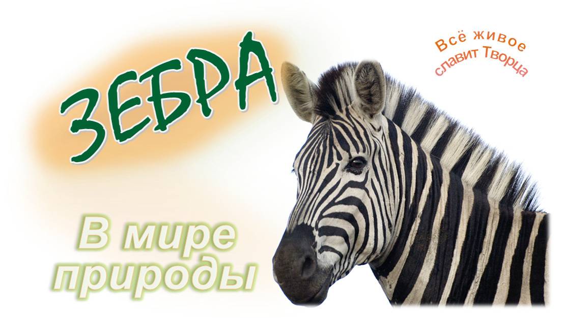📗 "Зебра" ~ СЛАЙДЫ | РАССКАЗ Христианский 🌼/ В МИРЕ ПРИРОДЫ /🟢АУДИОРАССКАЗ
