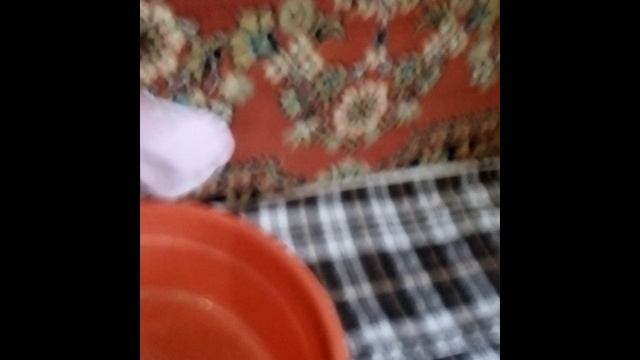 Как отстирать носки.mp4