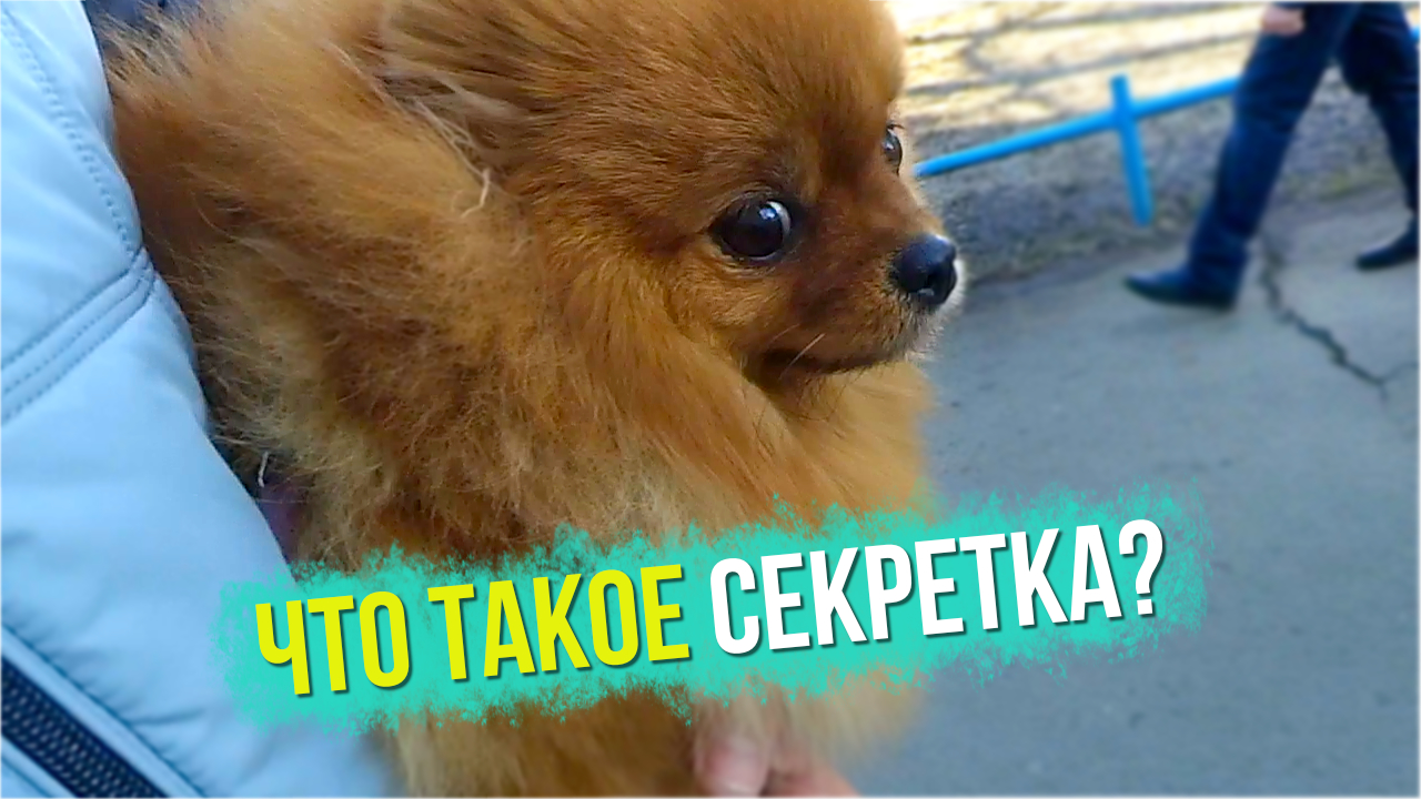 Секретка. Что это такое? Шпиц Рыжулька Юни соскучилась. Где соль и сахар?