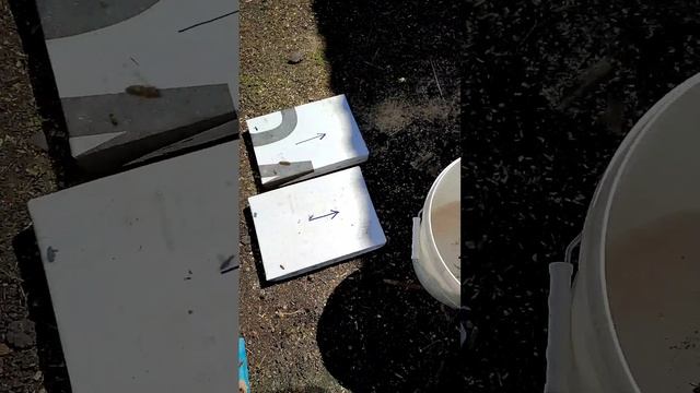 как заселяем нуклеусы маткой и пчелой