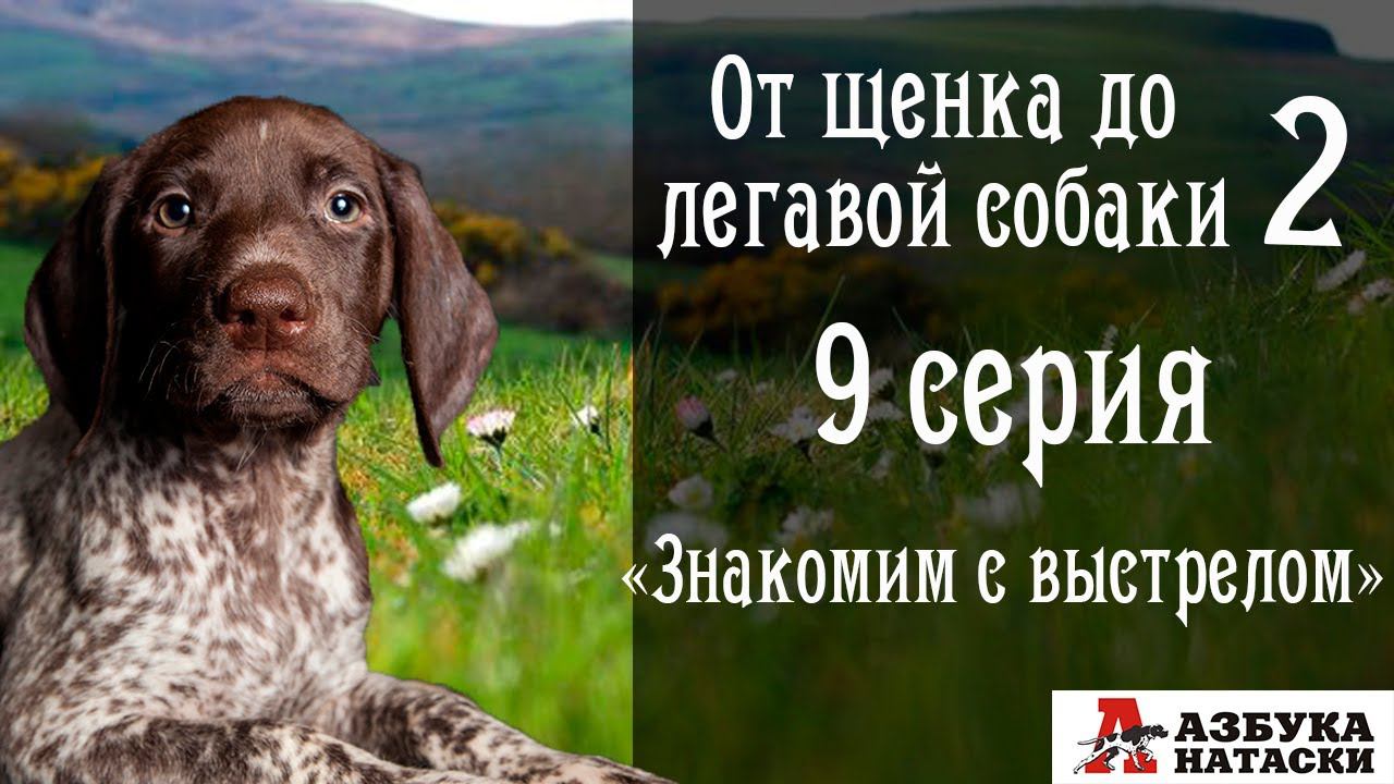 Знакомим щенка с выстрелом. " От щенка до легавой собаки" 9 серия