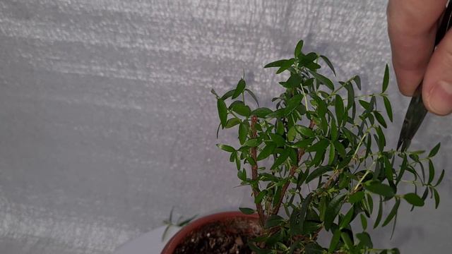 Мирт обыкновенный 2