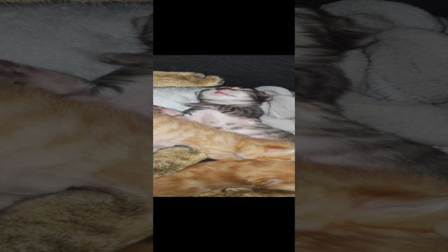 Мы спим