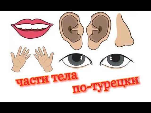 Части тела на турецком языке. Vücudun parçaları.
