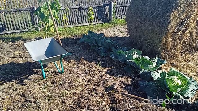 Работы на картофельном Поле